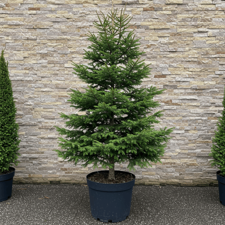 Sapin Floqué Blanc, Effet Neige Féerique, 80-200cm - Noël Vert